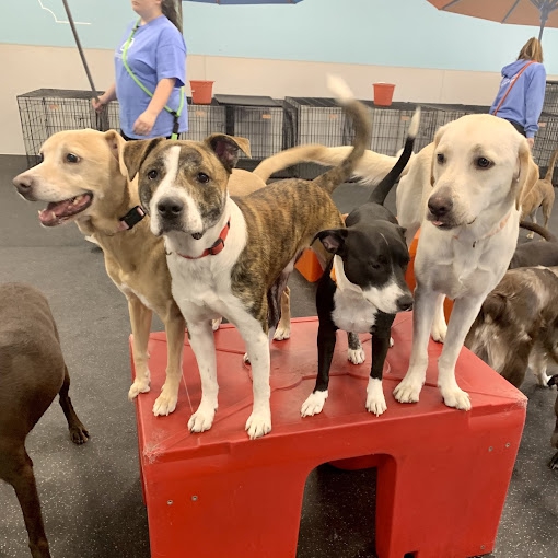 Cary Dog Park at Godbold Park (membership) - Pet Entertainment Ratings ...