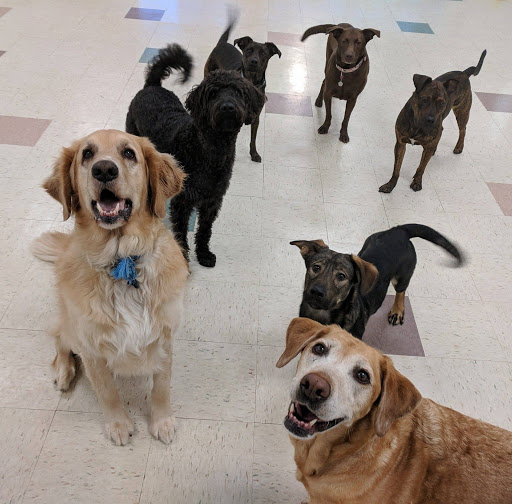 Cary Dog Park at Godbold Park (membership) - Pet Entertainment Ratings ...