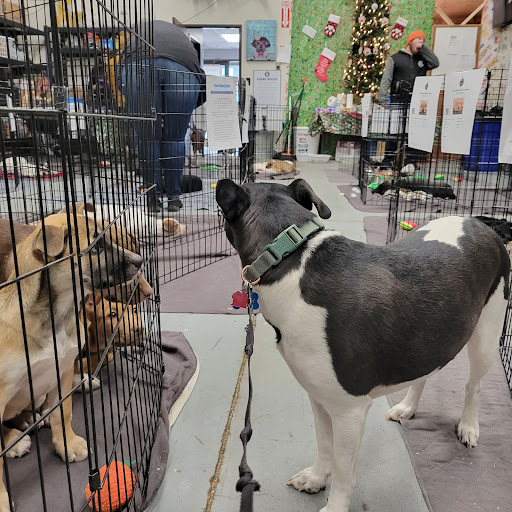 MAMCO Rescue (Moms and Mutts Colorado Rescue for Pregnant & Nursing ...